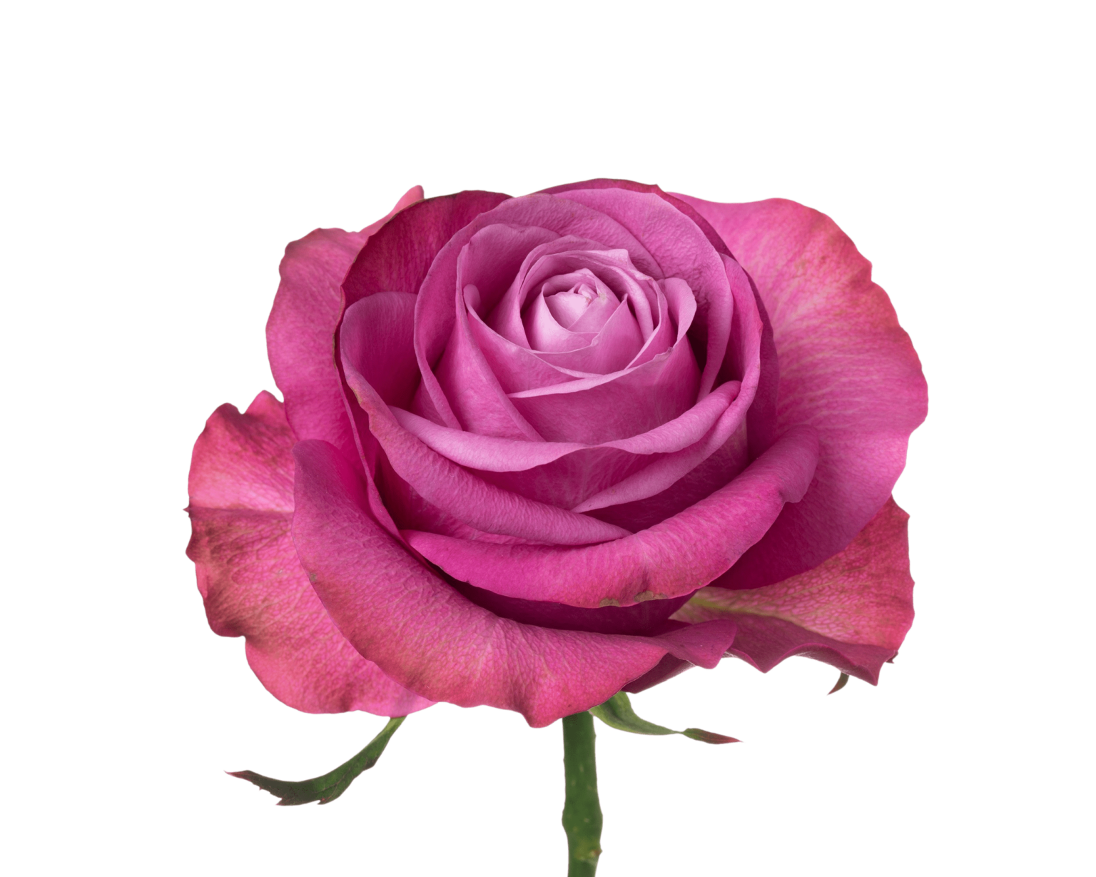 Barista – Parfum Flower Company