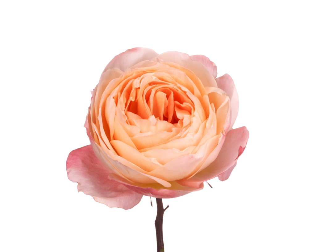 Princess Roses – Parfum Flower Company