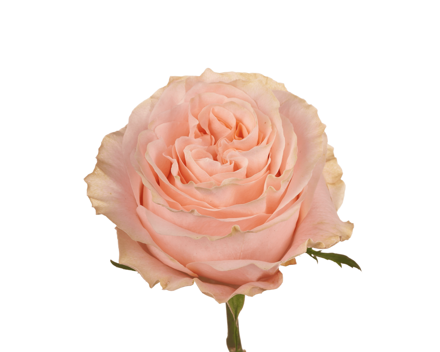 Moab – Parfum Flower Company