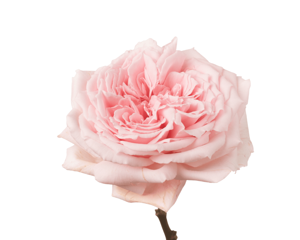 Princess Roses – Parfum Flower Company