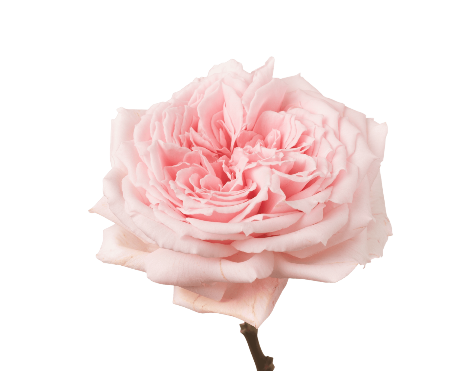 Princess Roses - Parfum Flower Company