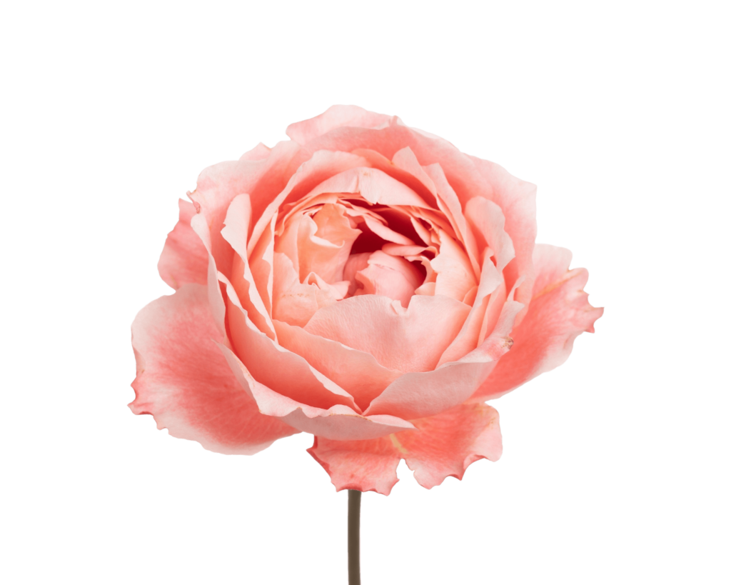 Princess Roses - Parfum Flower Company