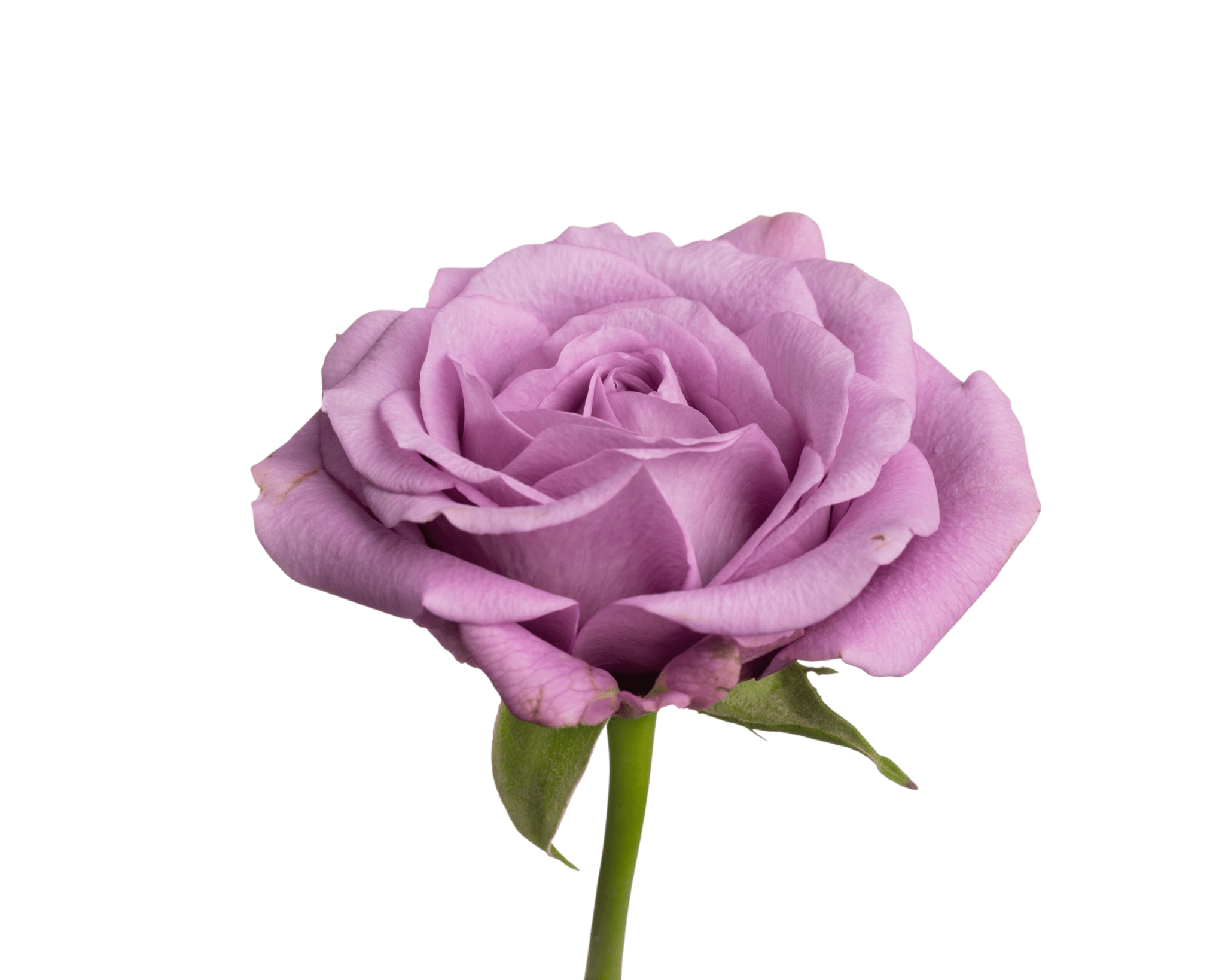 Playa Blanca – Parfum Flower Company