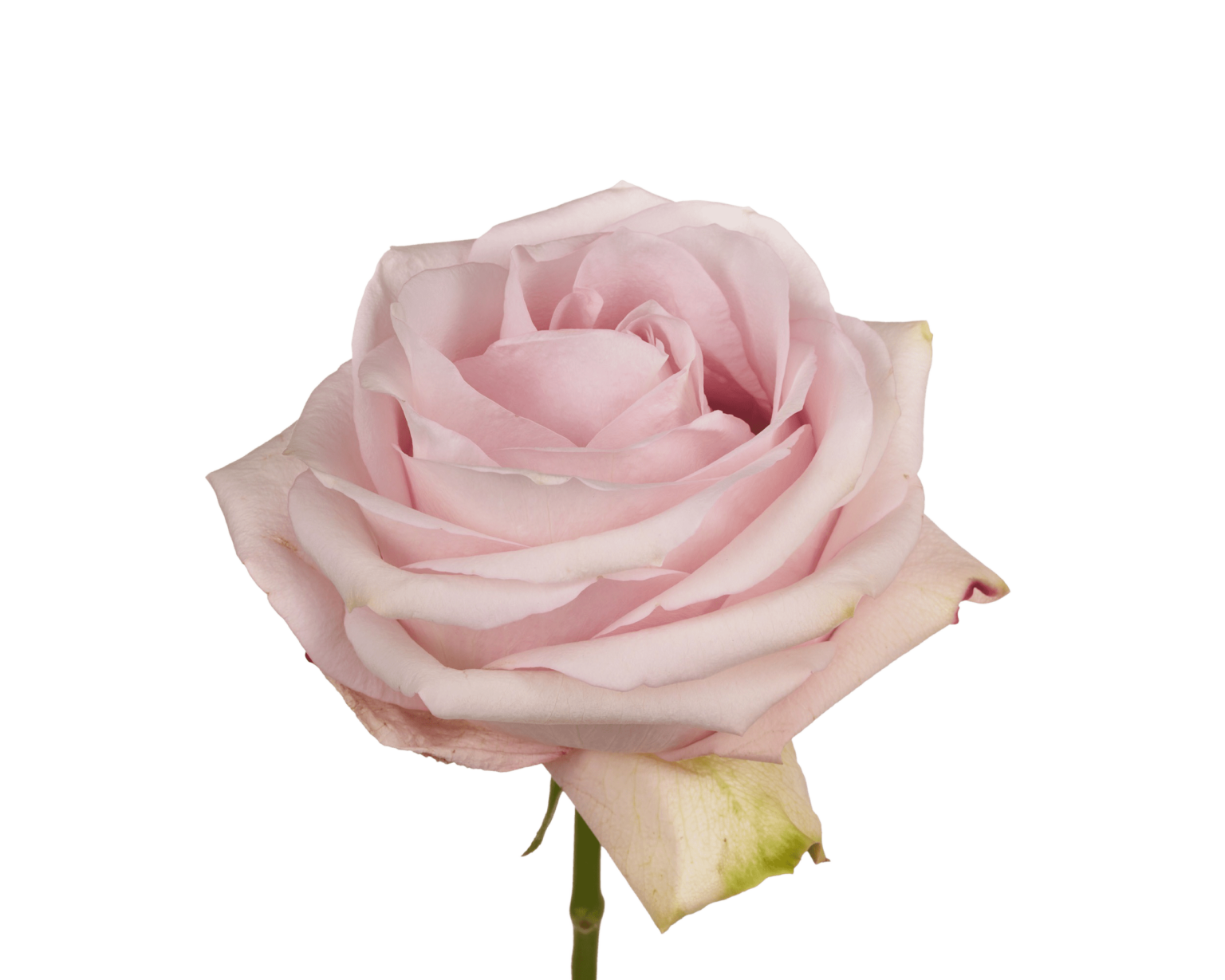 Barista – Parfum Flower Company