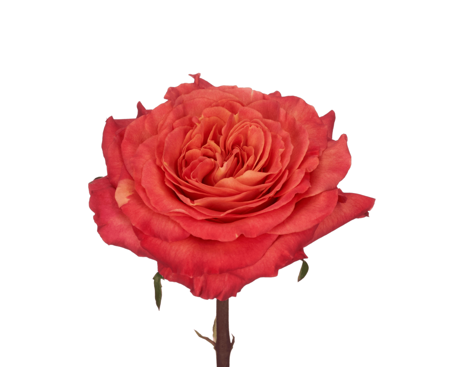 Priscilla – Parfum Flower Company