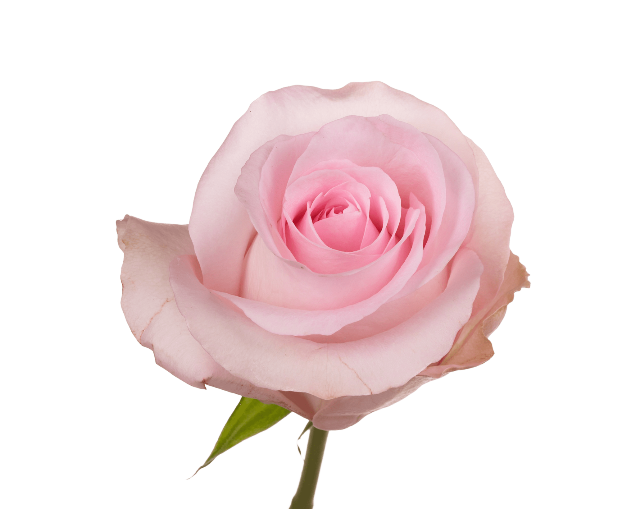 Barista – Parfum Flower Company