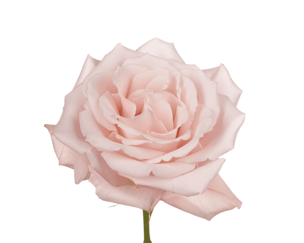 Pimms – Parfum Flower Company