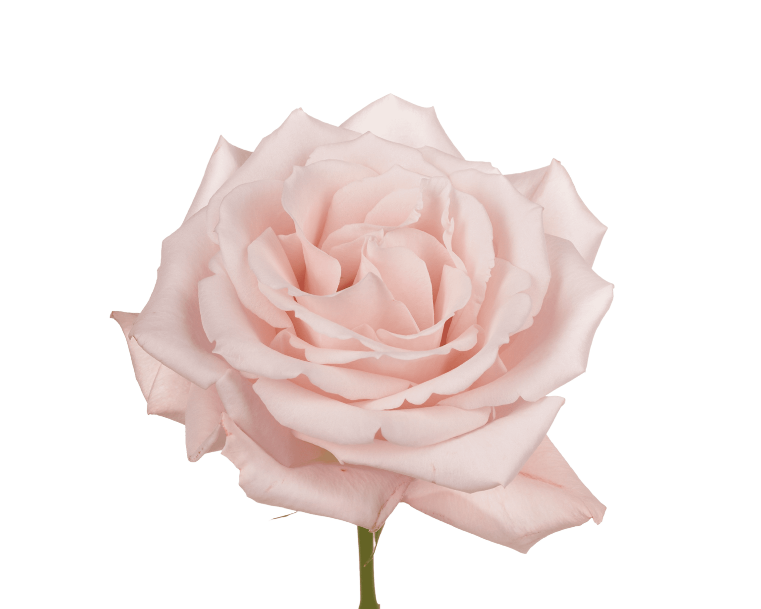 Barista – Parfum Flower Company