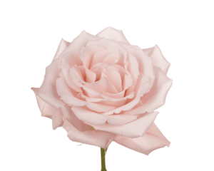 Pimms – Parfum Flower Company