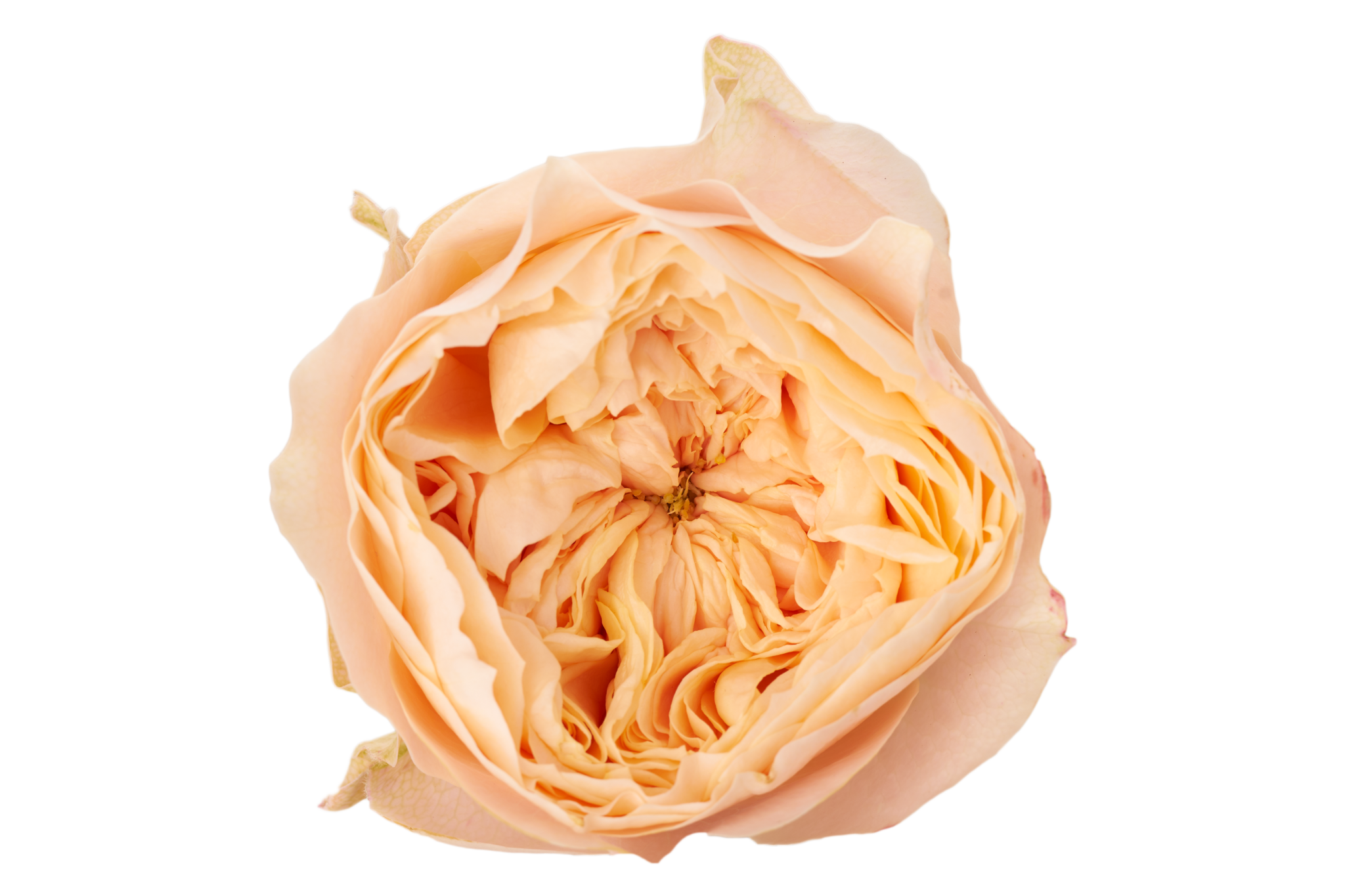 The 10 best selling scented roses – Parfum Flower Company