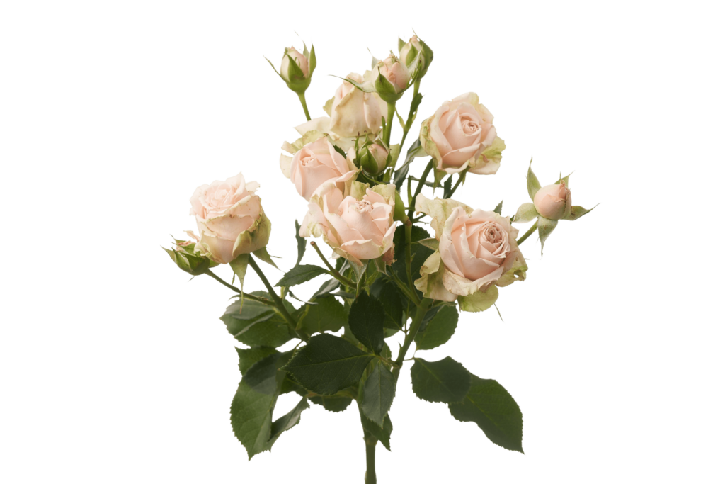 The 5 most popular garden roses of 2016 – Parfum Flower Company
