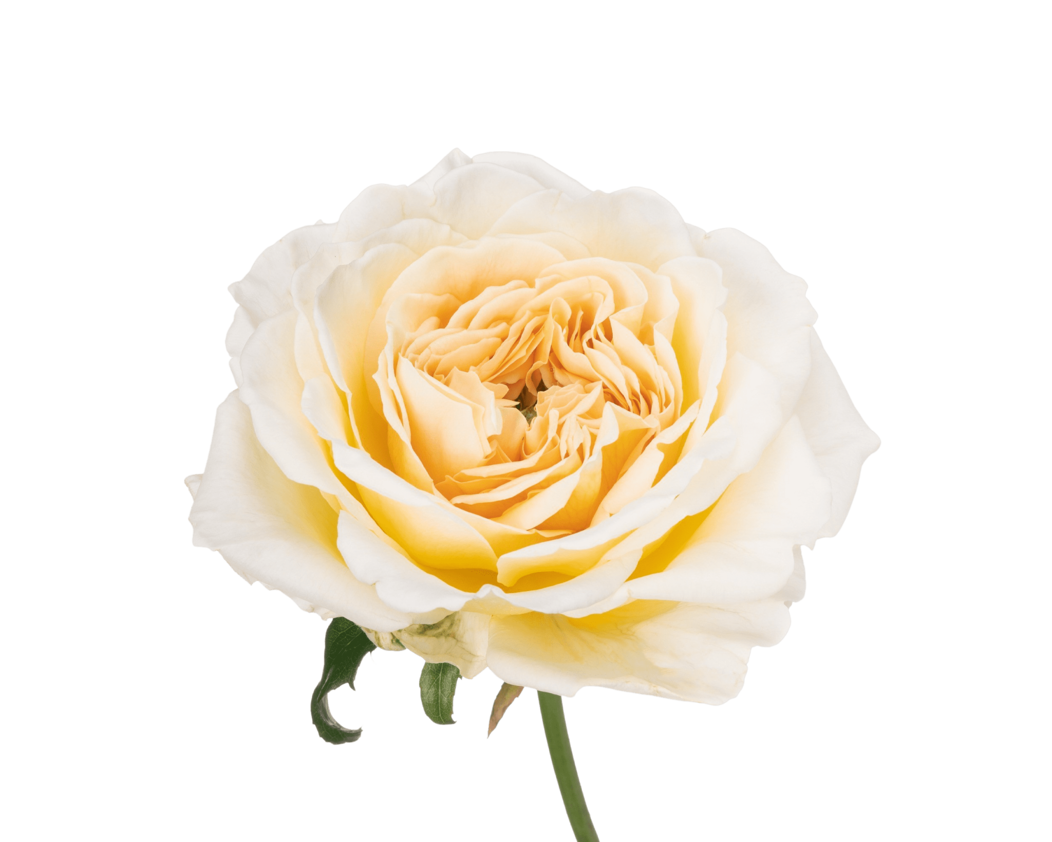 Beatrice – Parfum Flower Company