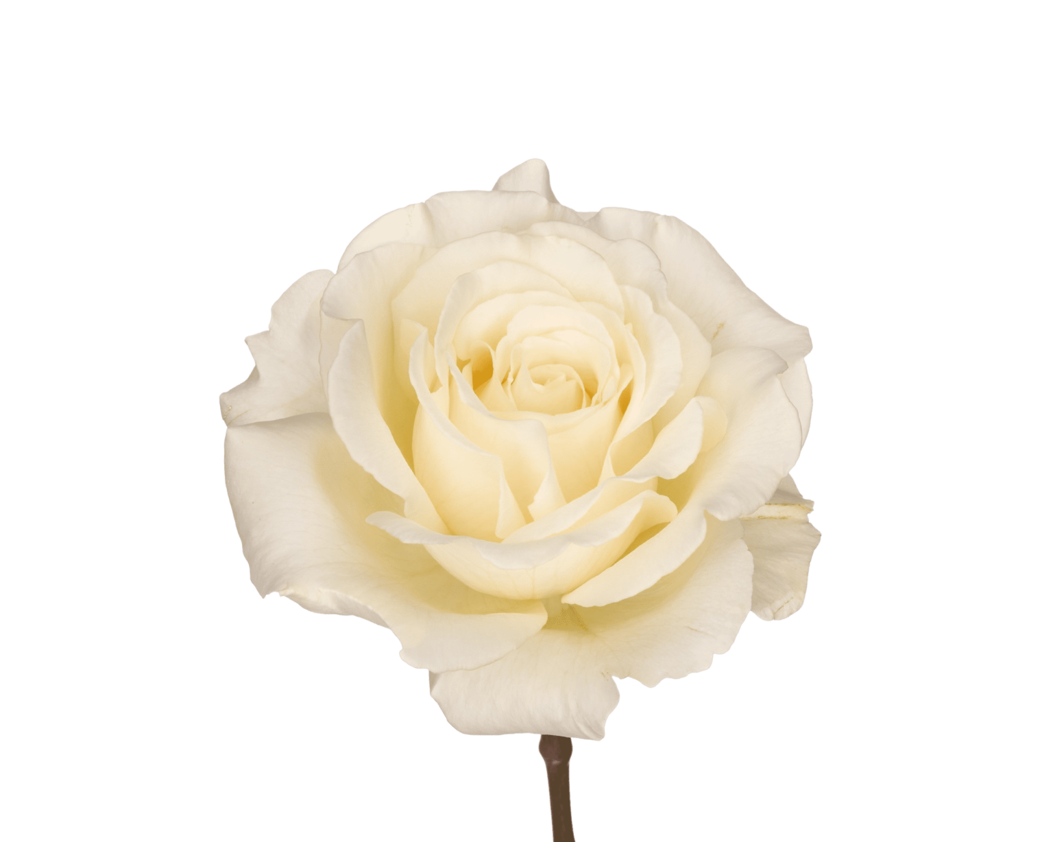 Yves Piaget – Parfum Flower Company