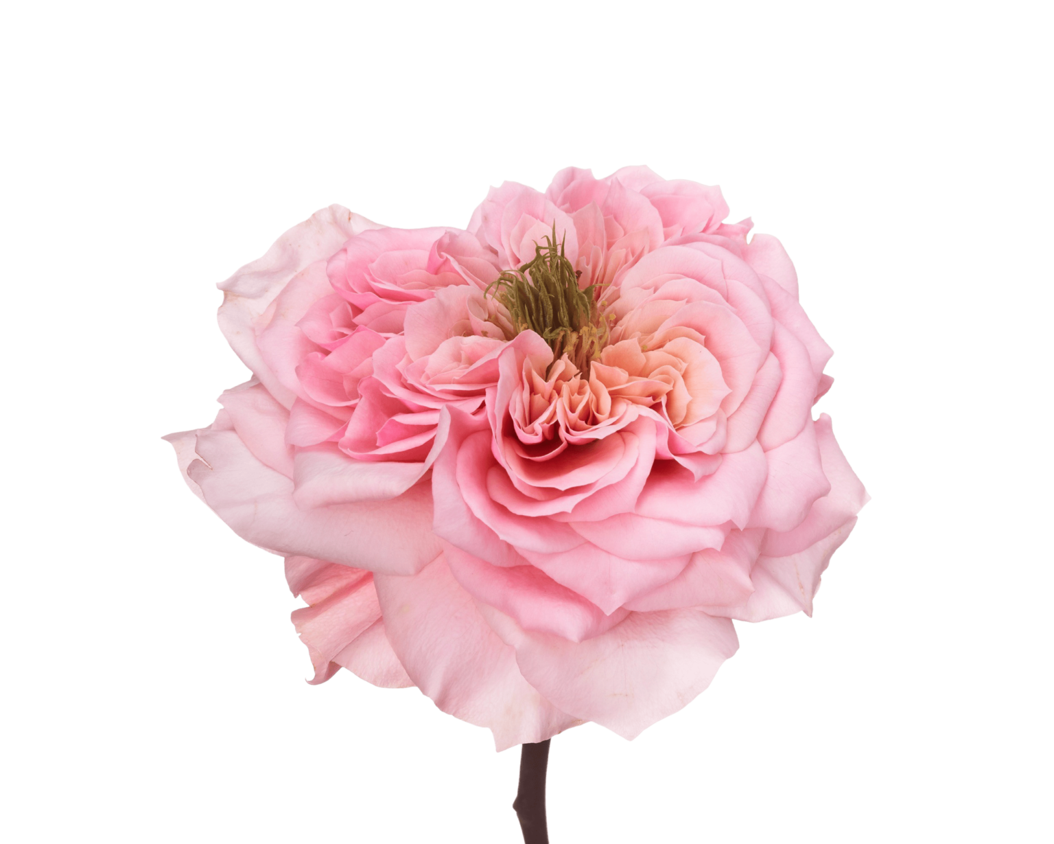 Wabara - Parfum Flower Company