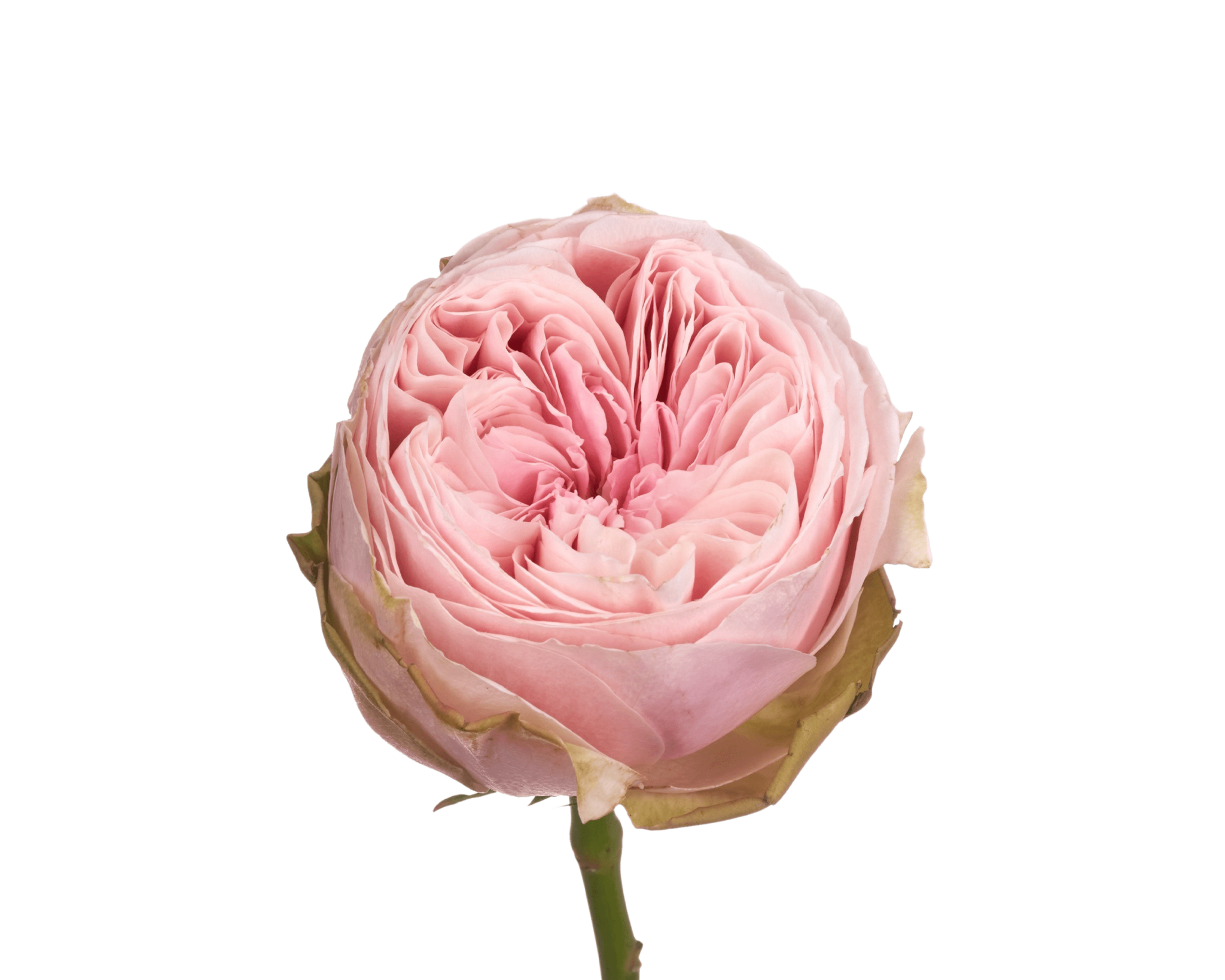 Wabara - Parfum Flower Company