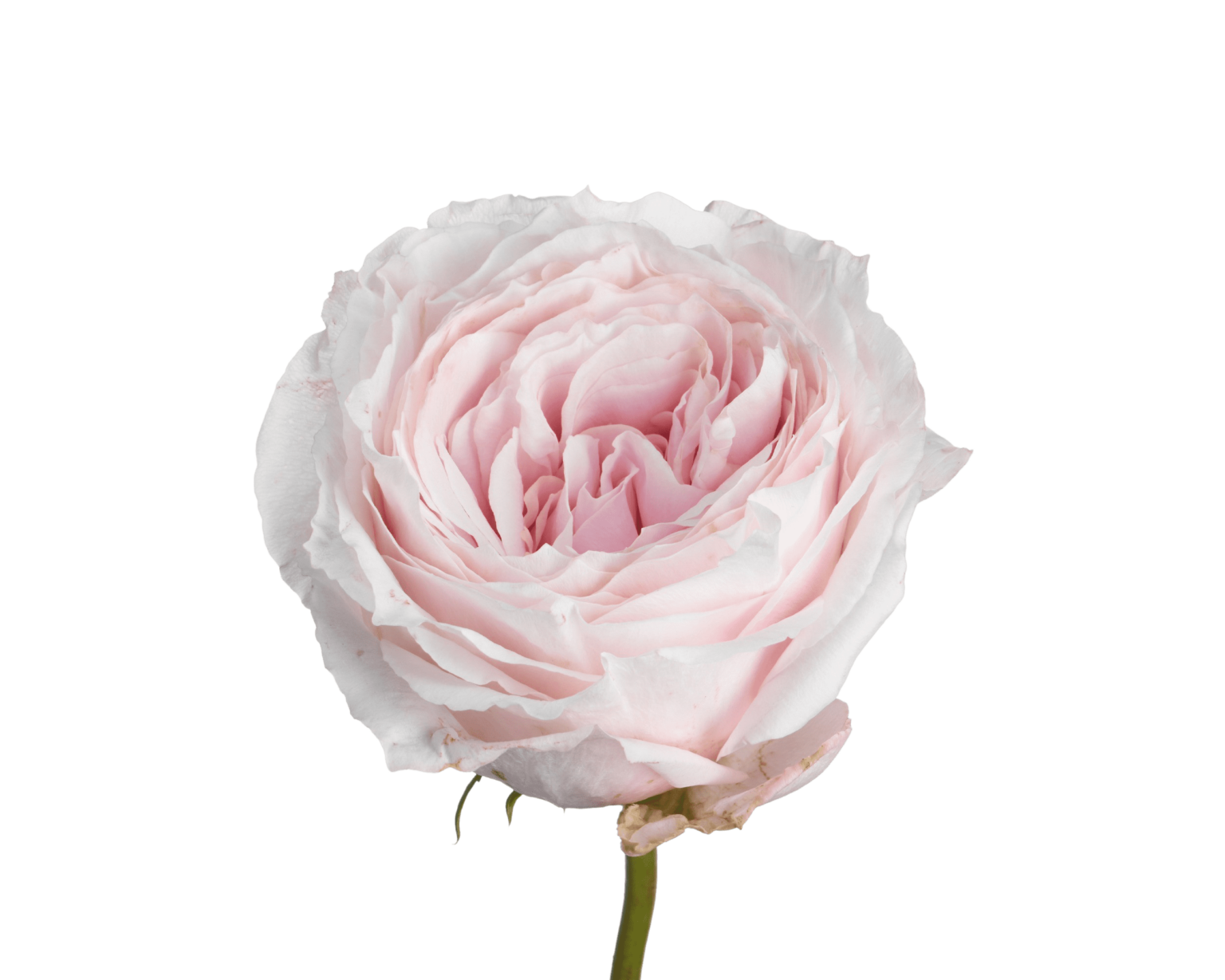 Wabara - Parfum Flower Company