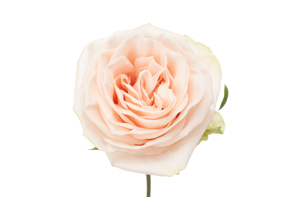 Priscilla – Parfum Flower Company