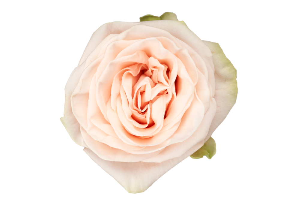 Miranda – Parfum Flower Company