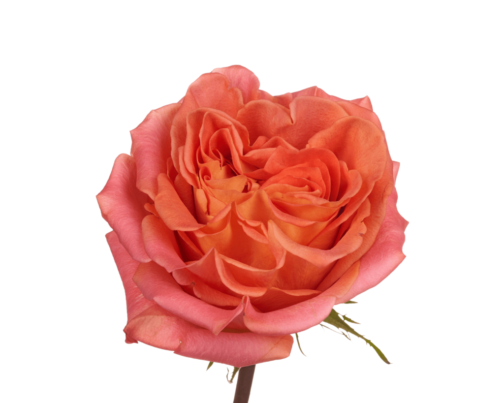 Juliet – Parfum Flower Company