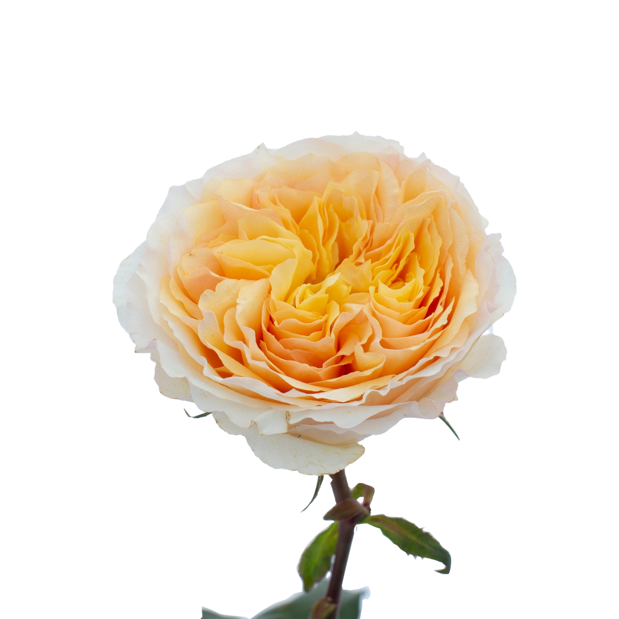 Beatrice – Parfum Flower Company