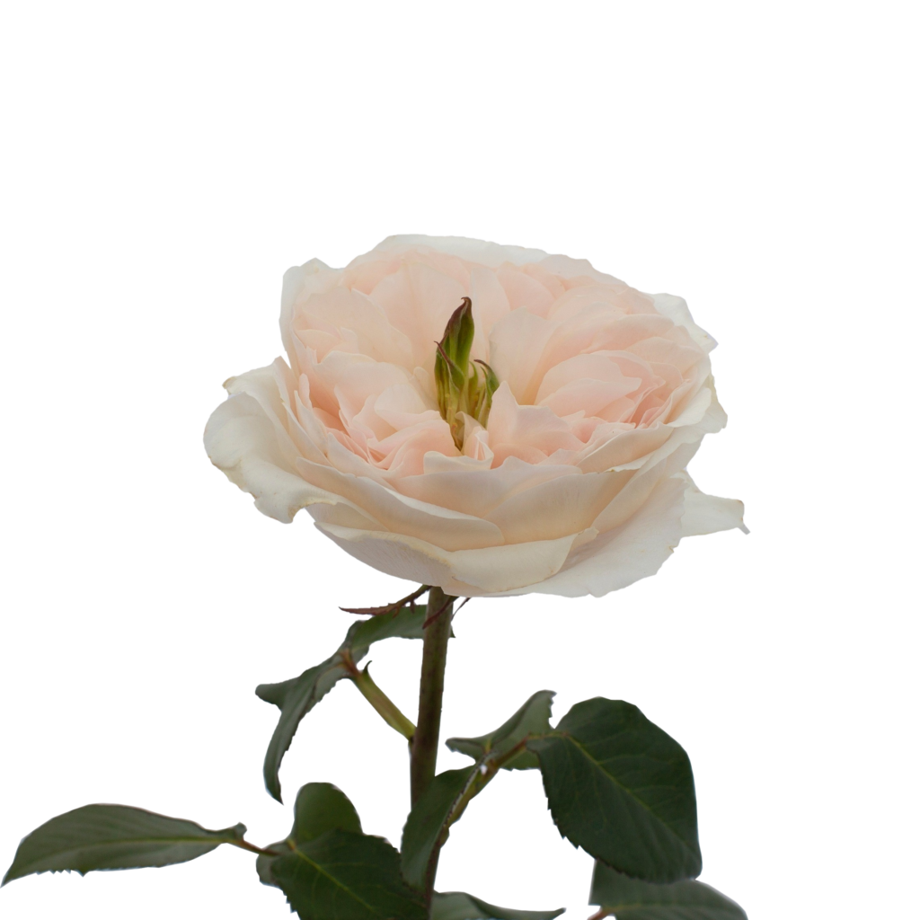 David Austin - Parfum Flower Company