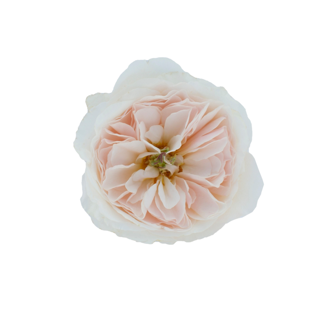 David Austin - Parfum Flower Company