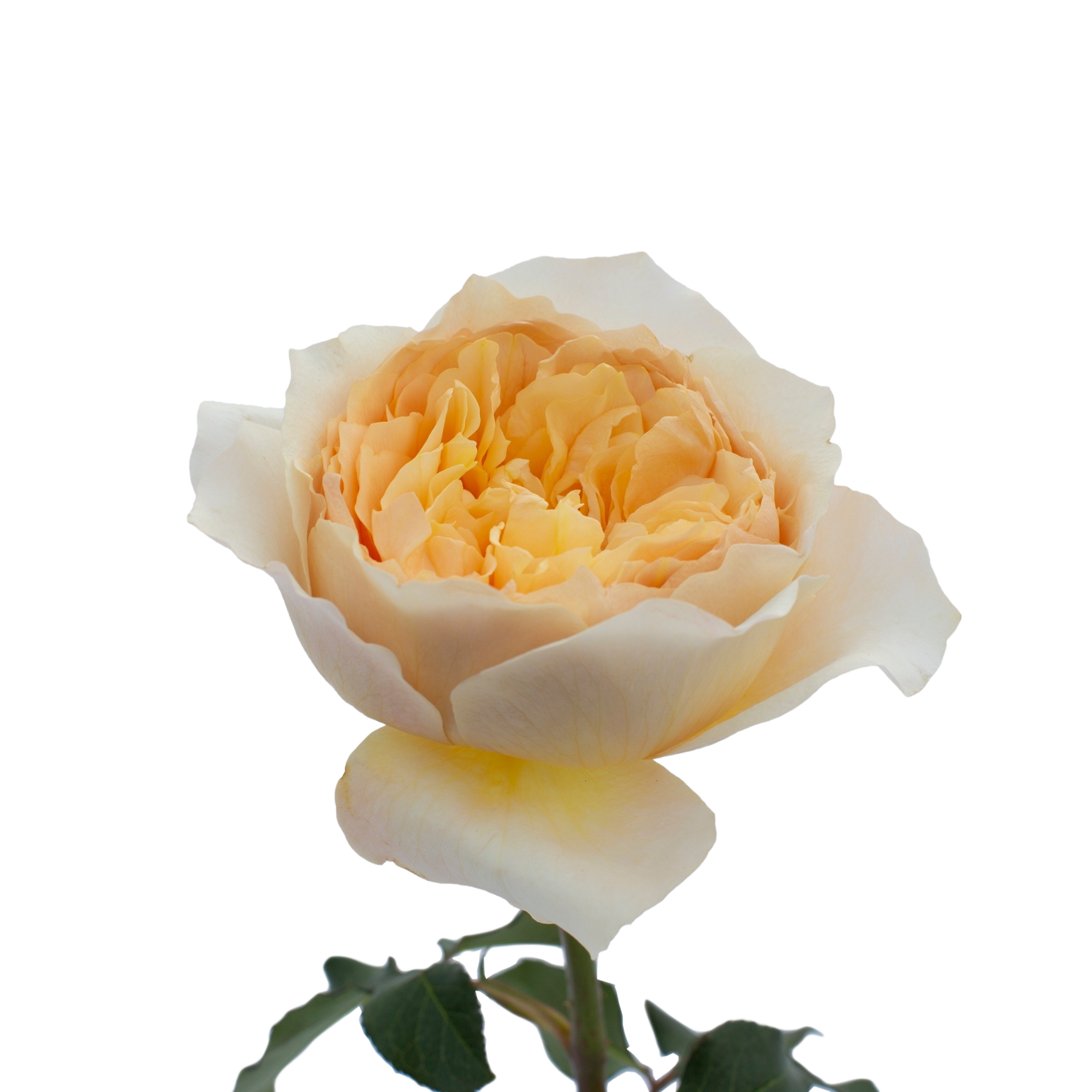 David Austin - Parfum Flower Company