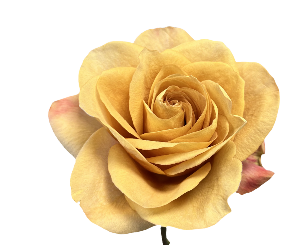 Priscilla – Parfum Flower Company