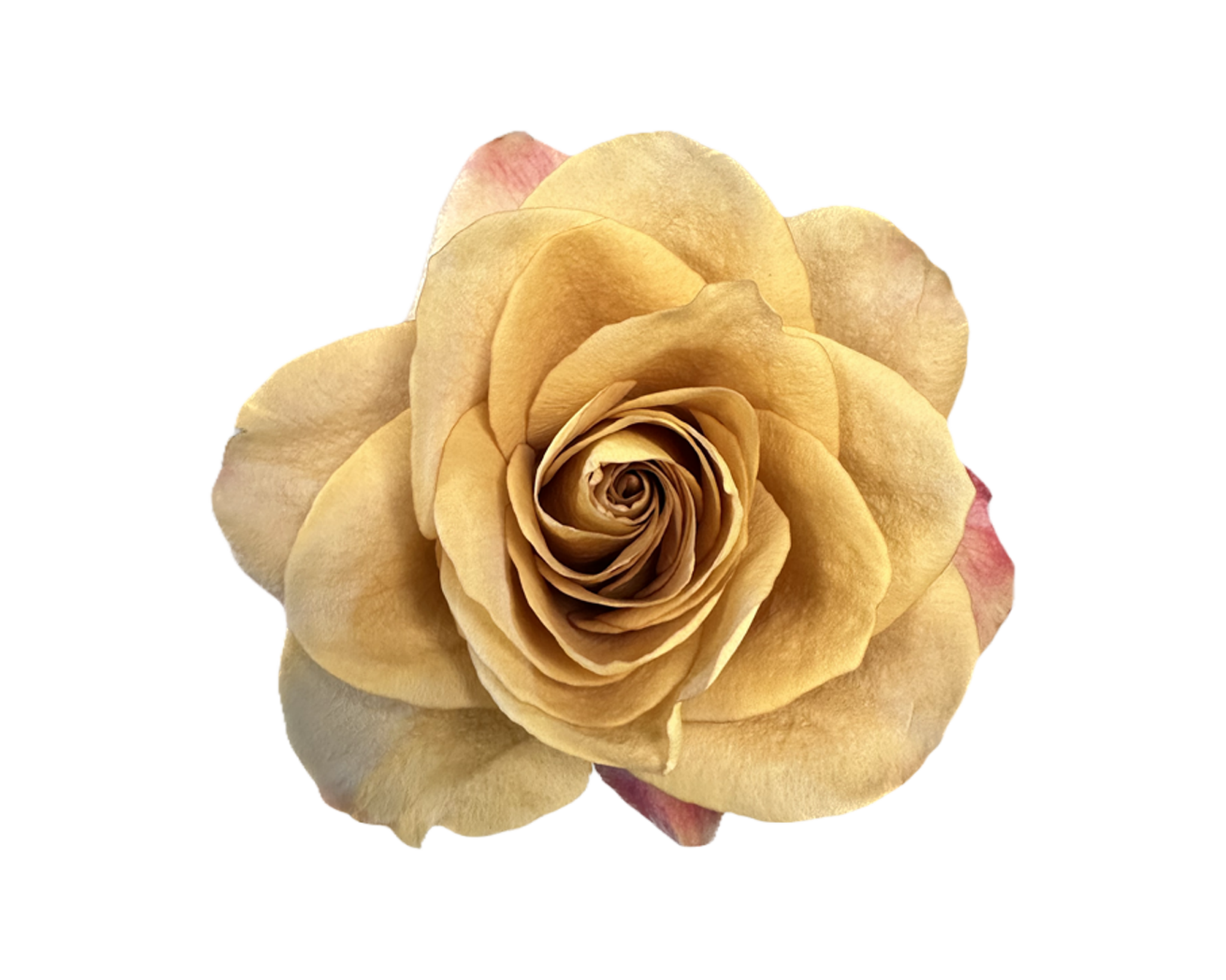 Priscilla – Parfum Flower Company