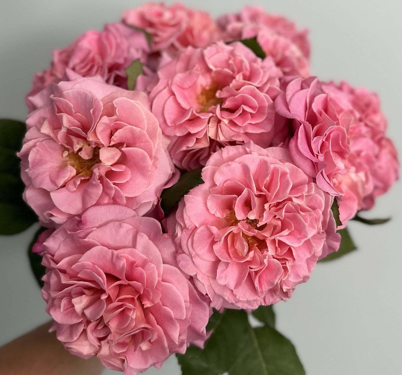Our Seasonal Rose Growers 2023 – Parfum Flower Company