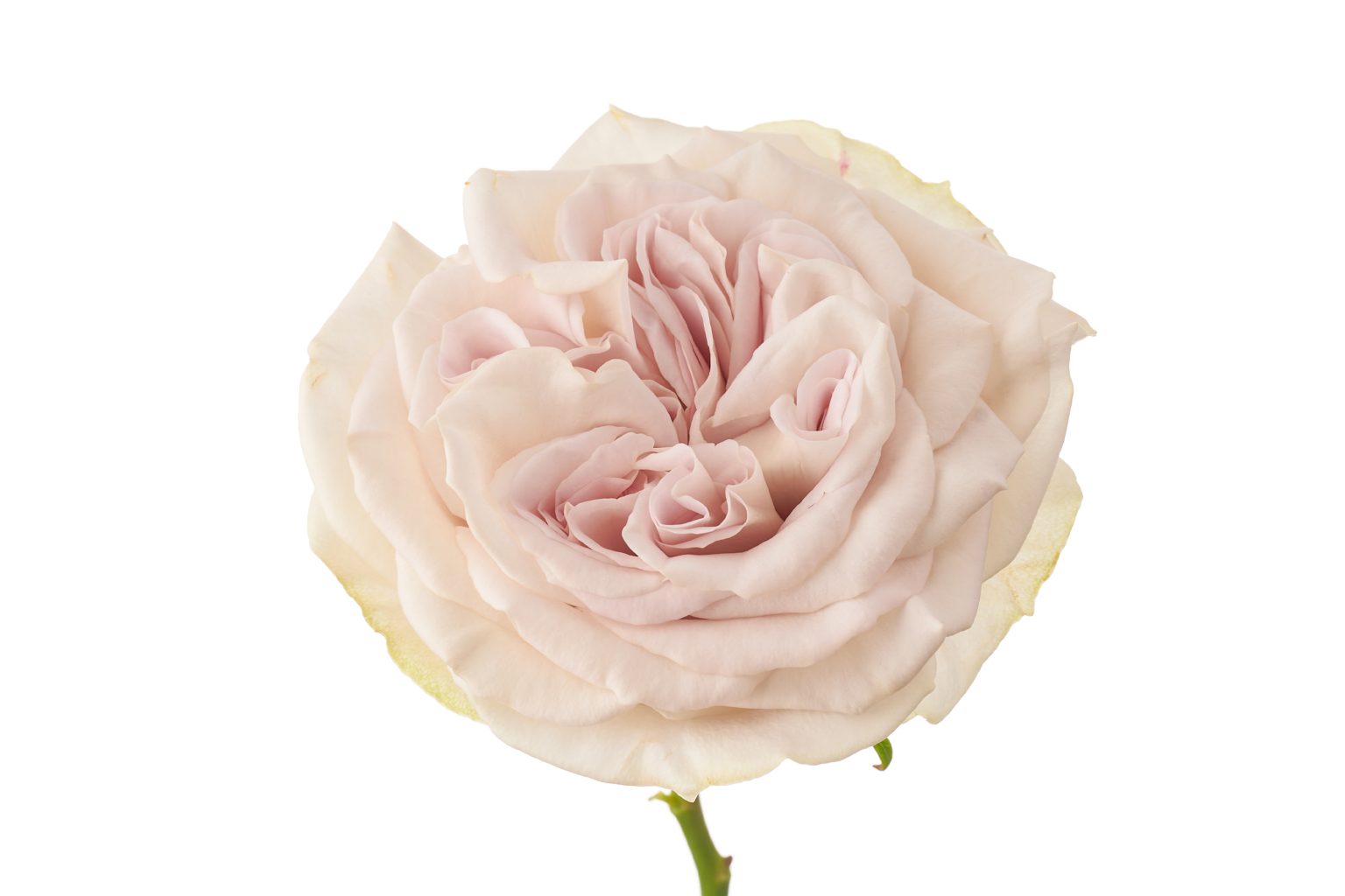Our Seasonal Rose Growers 2023 – Parfum Flower Company