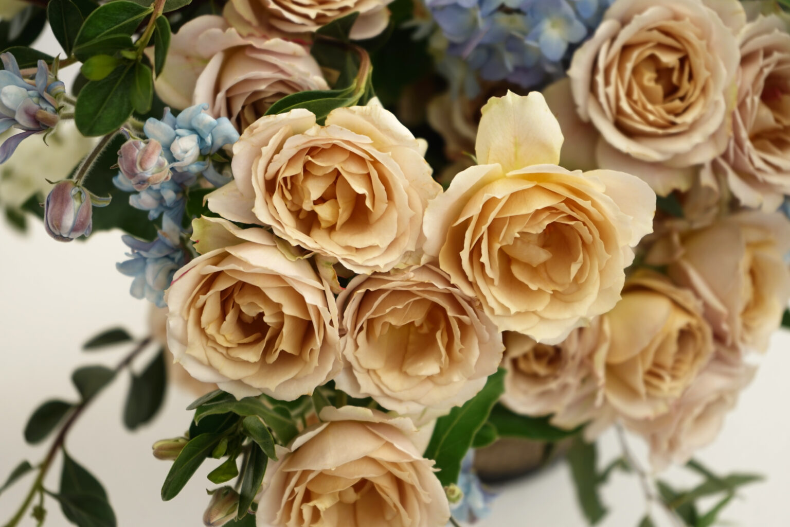 Wonderful WABARA Roses from Japan – Parfum Flower Company