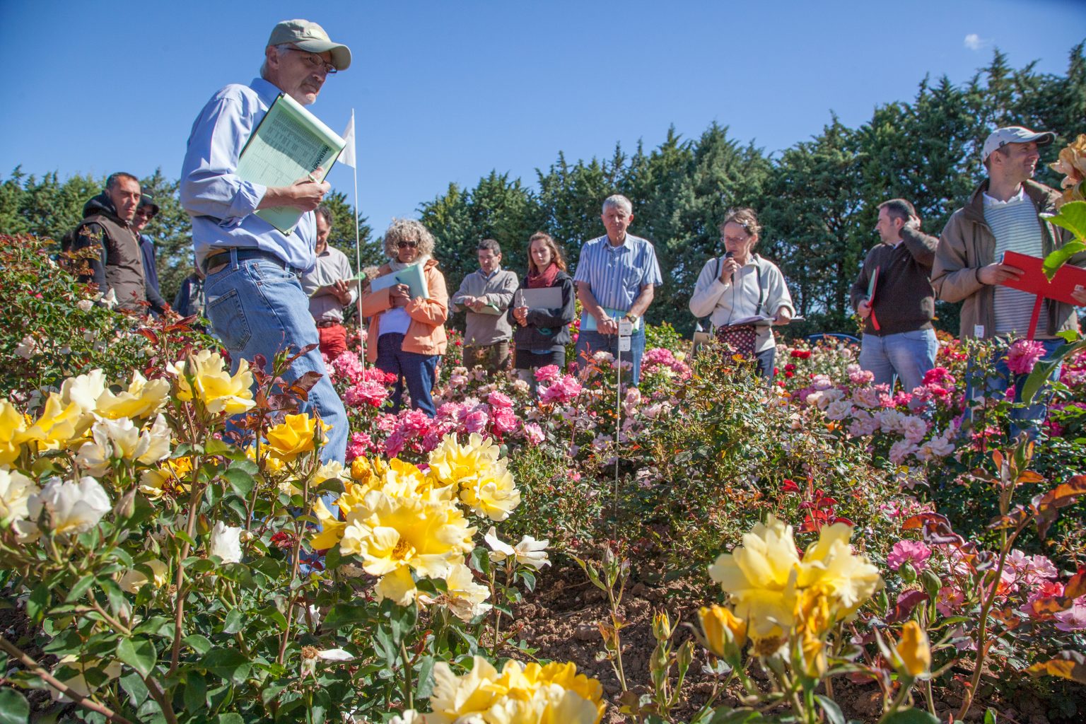 What Makes a Rose Fragrant: A Peek into Nature’s Perfume Factory ...