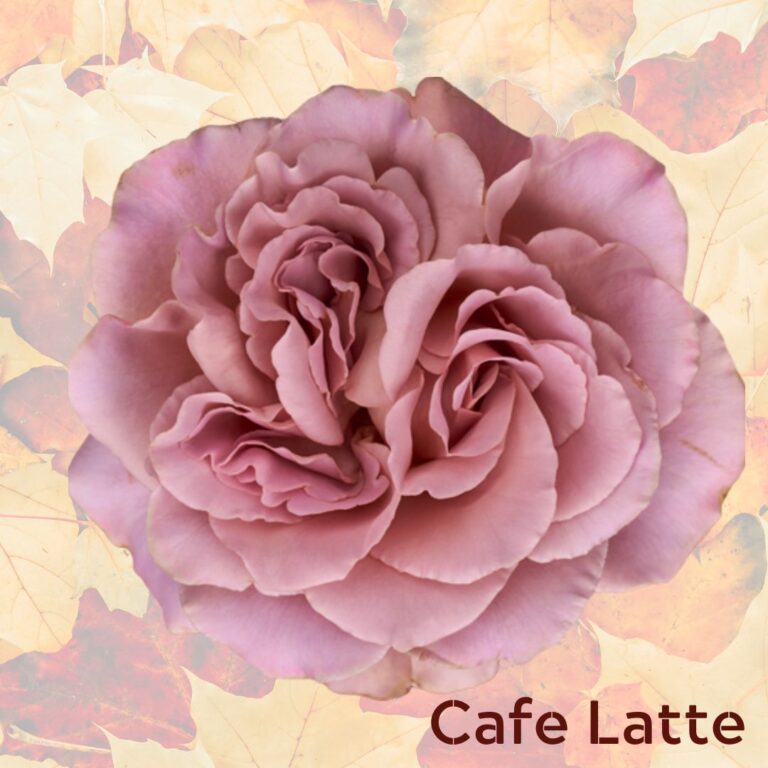 European Autumn Rose Trends at Parfum Flower Company, our ten top ...