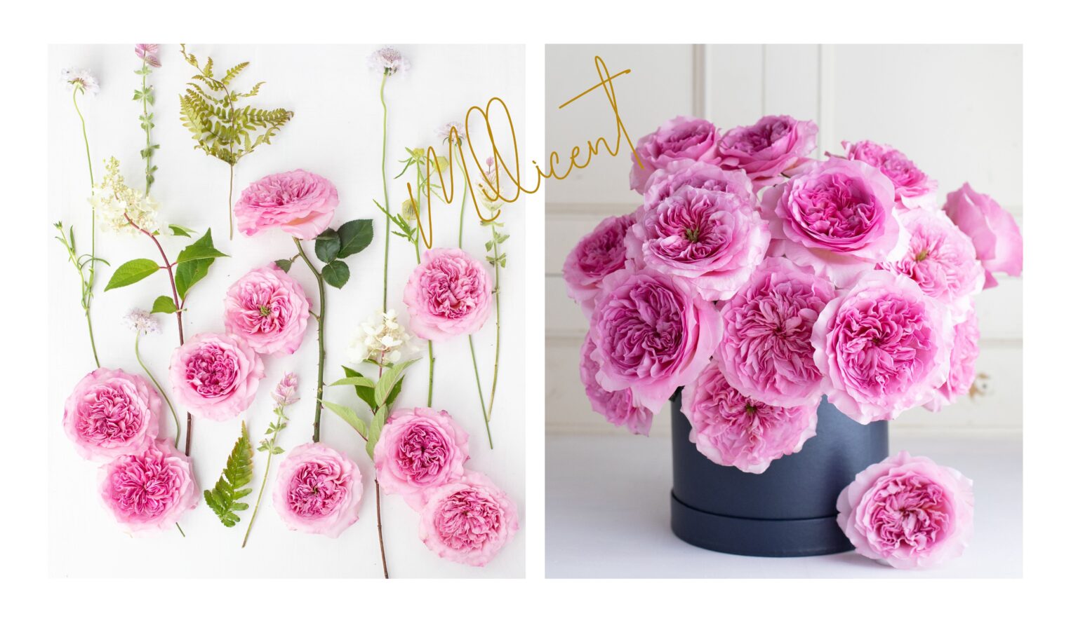INTRODUCING THREE NEW ROSES! – Parfum Flower Company