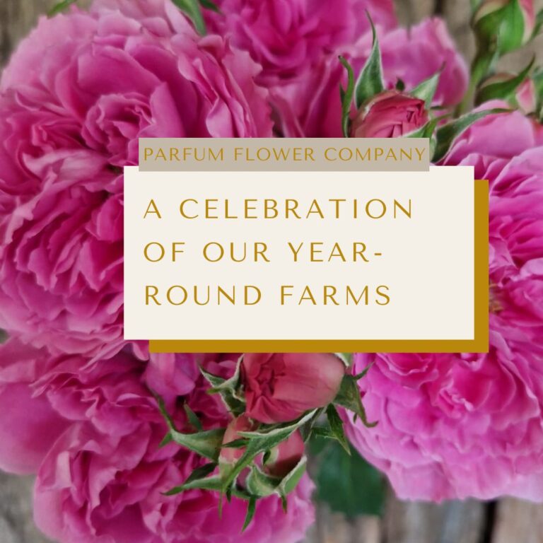 Discovering Princess Garden Roses: A Regal Floral Experience