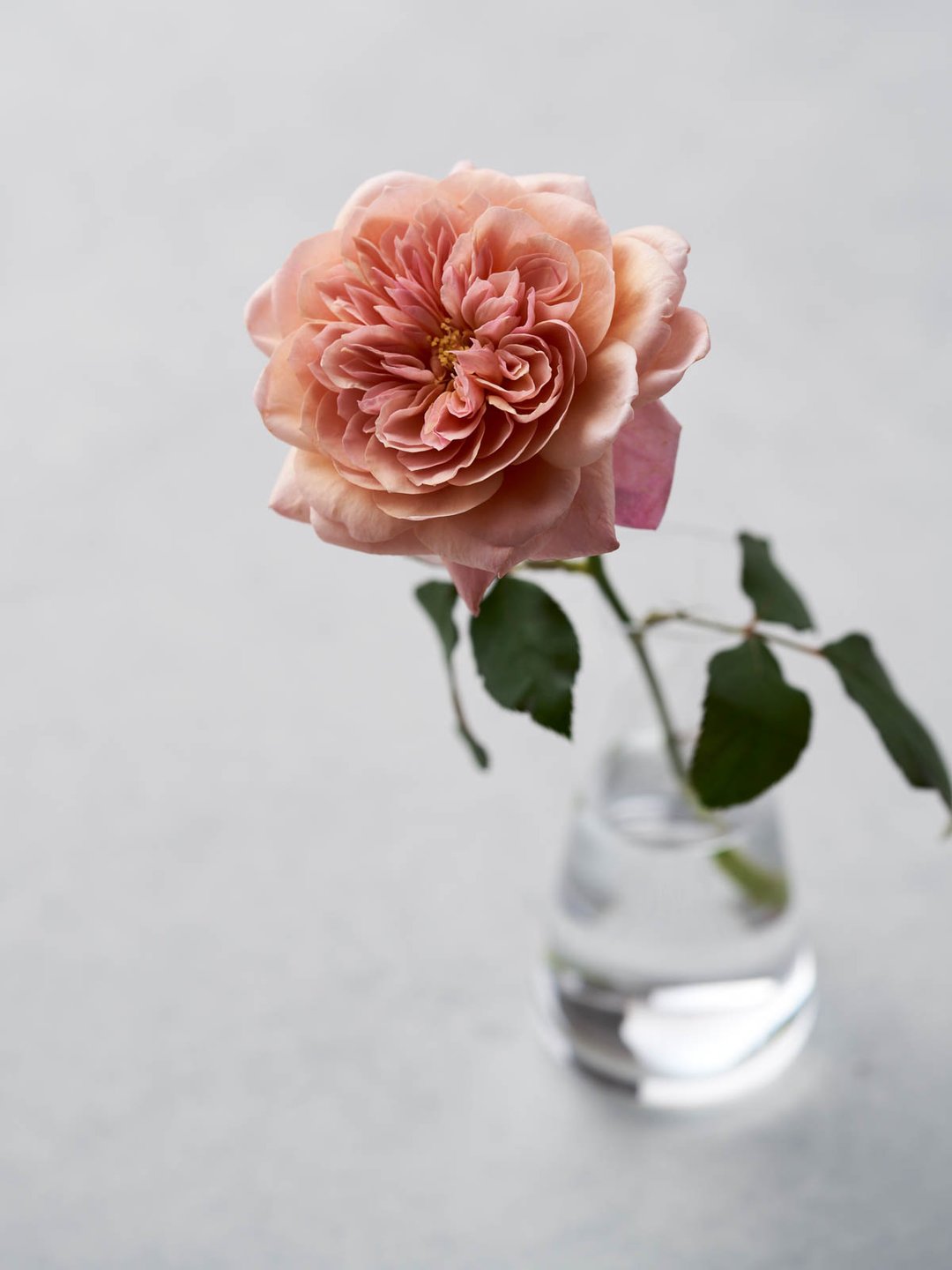 A CELEBRATION OF YEAR-ROUND ROSE GROWERS – Parfum Flower Company