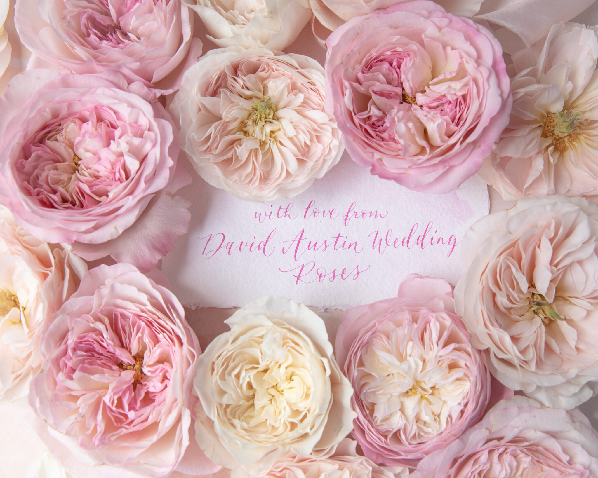 A FLORIST’S GUIDE TO DAVID AUSTIN WEDDING ROSES With Parfum Flower ...