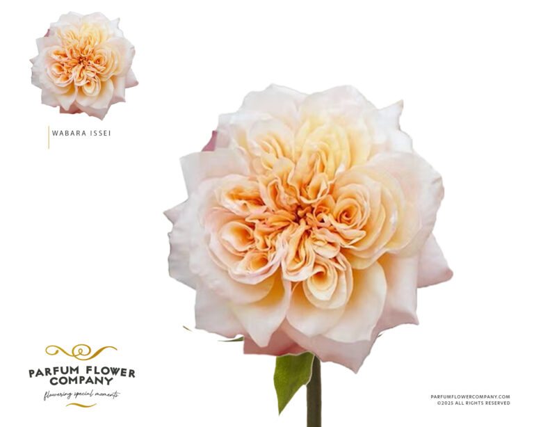 WONDERFUL WABARA ROSES FROM JAPAN – Parfum Flower Company